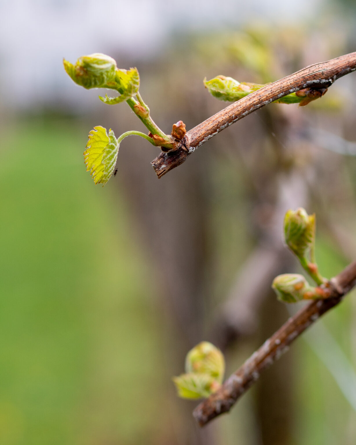 A Year in the Life of a Grapevine | Zorvino Vineyards