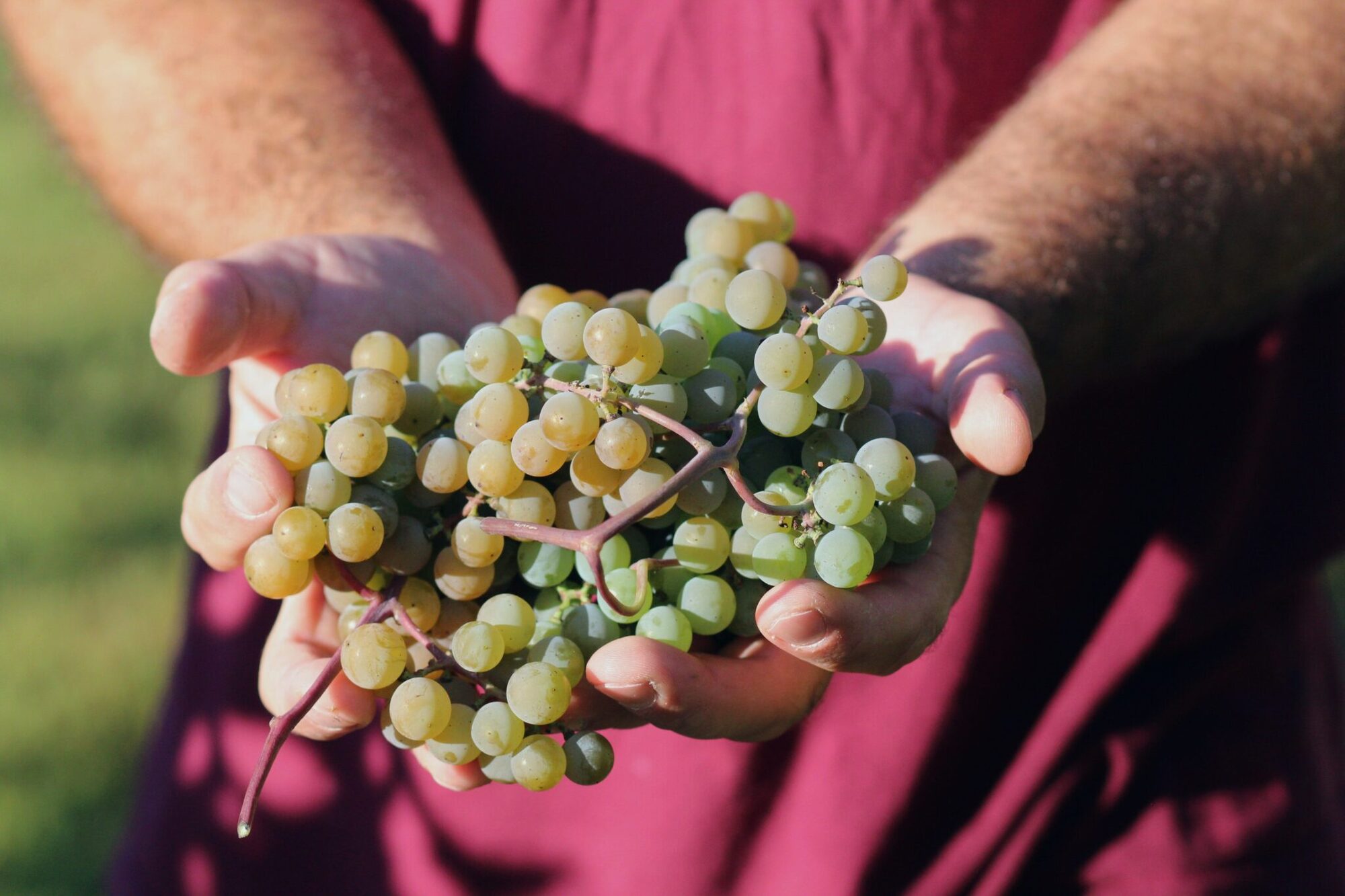 A Year in the Life of a Grapevine | Zorvino Vineyards
